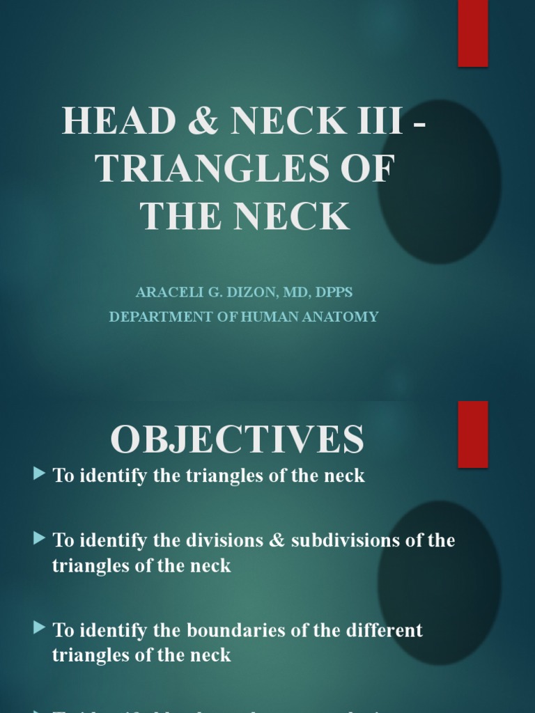 3d. Triangles of The Neck | PDF | Neck | Common Carotid Artery