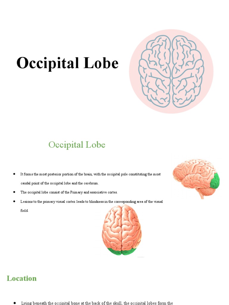 Ocipietal Lobe | PDF | Occipital Lobe | Visual Cortex