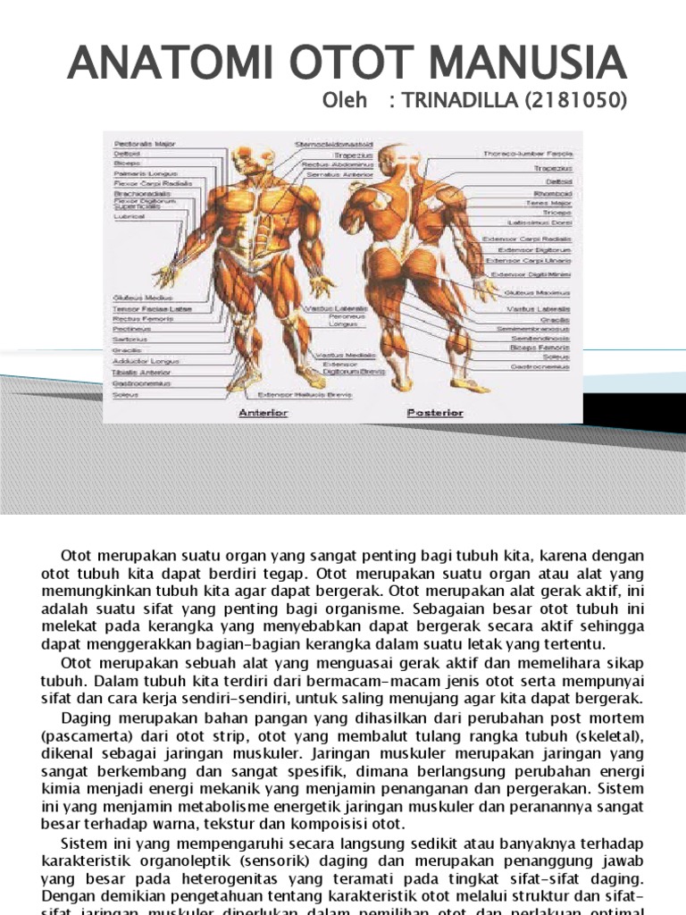 Anatomi Otot Manusia | PDF