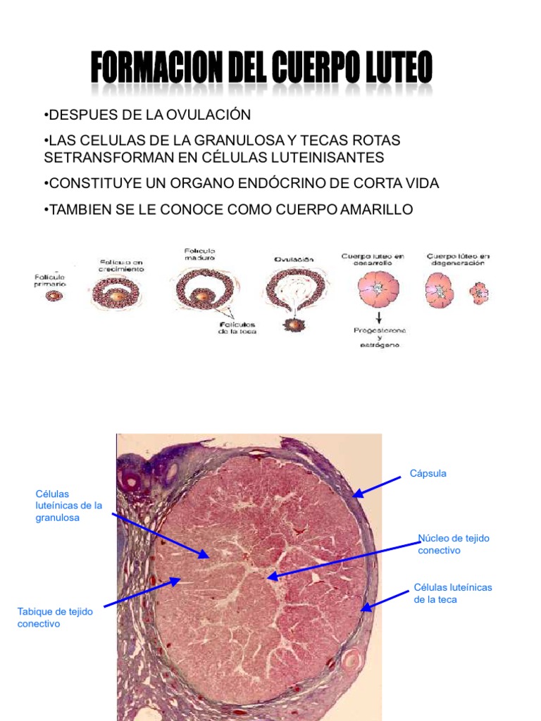 34262373-CUERPO-LUTEO-histologia | Gonadotropina coriónica humana ...