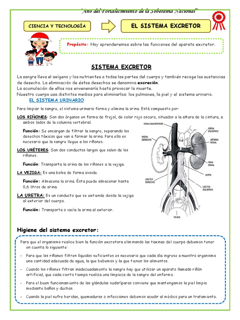 Ficha de Trabajo-Sistema Excretor | PDF | Sistema urinario | Riñón