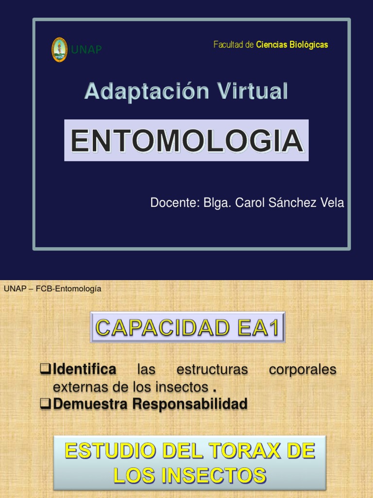 Estructura y Función del Tórax de Insectos | PDF | Insectos ...