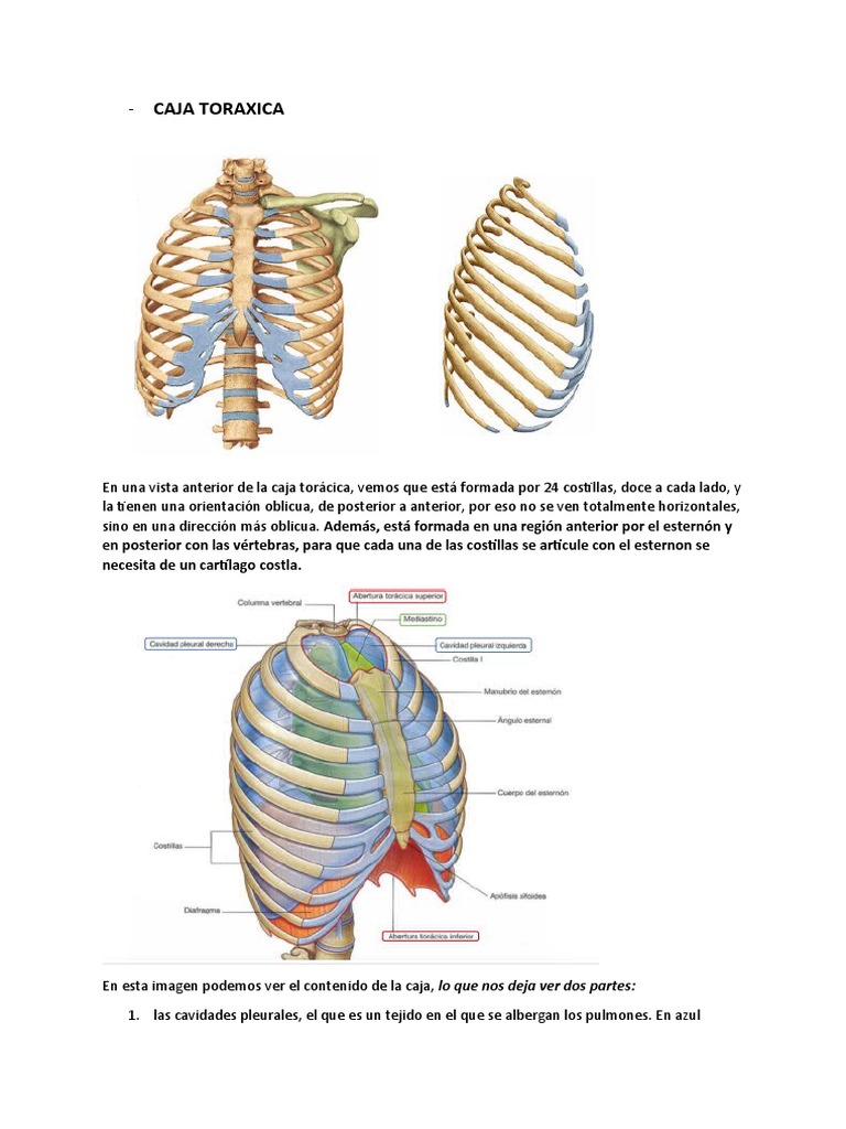 Clase Anatomia Caja Toraxica, Corazon y Circulacion Periferica Upd1s4 ...