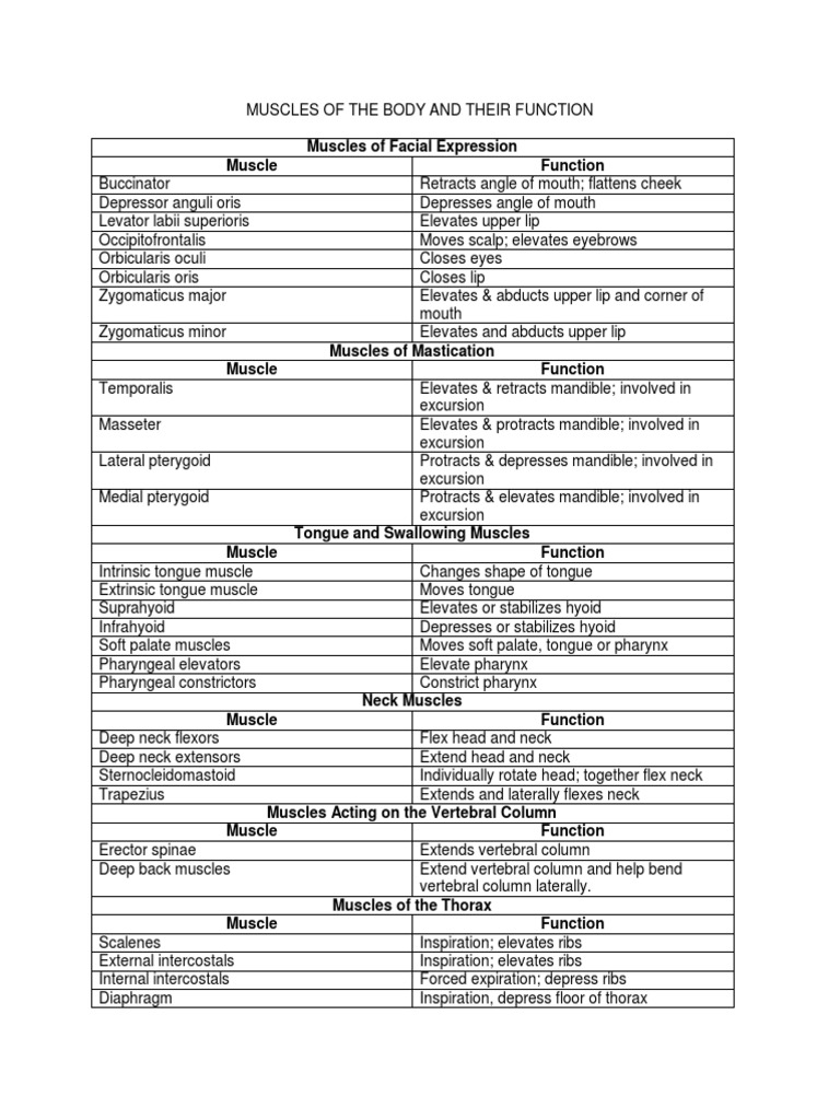 Functions of Major Body Muscles | PDF | Human Leg | Foot