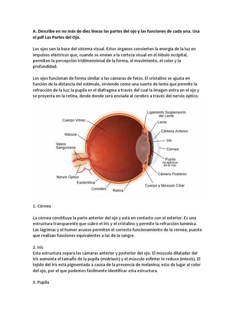 Las Partes Del Ojo y Las Funciones | PDF | Ojo humano | Percepción visual