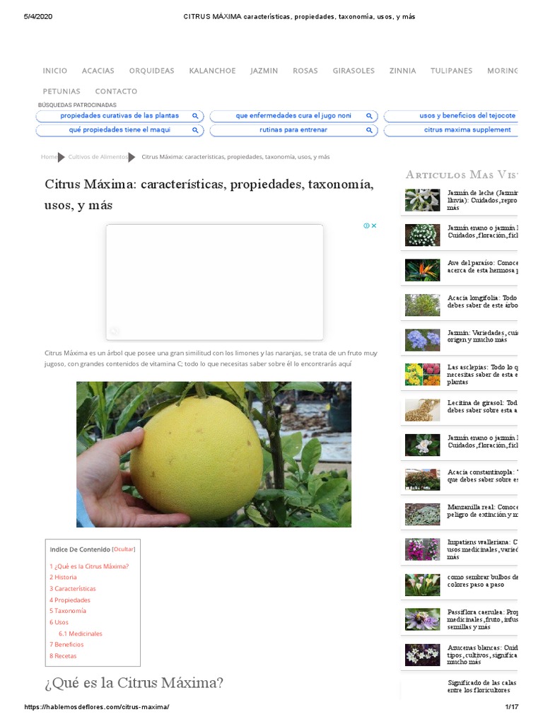 Citrus Máxima | PDF | Agrios | Pomelo