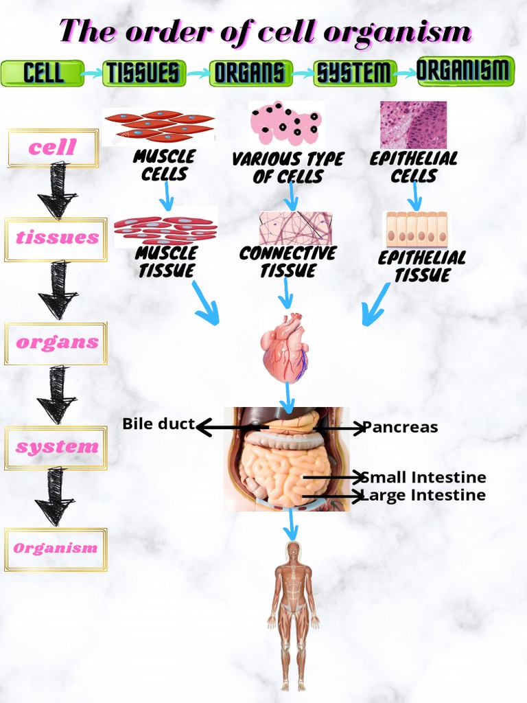 Cell to Organism Hierarchy | PDF
