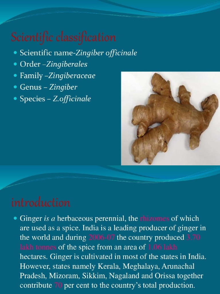 Production Technology of Ginger | PDF