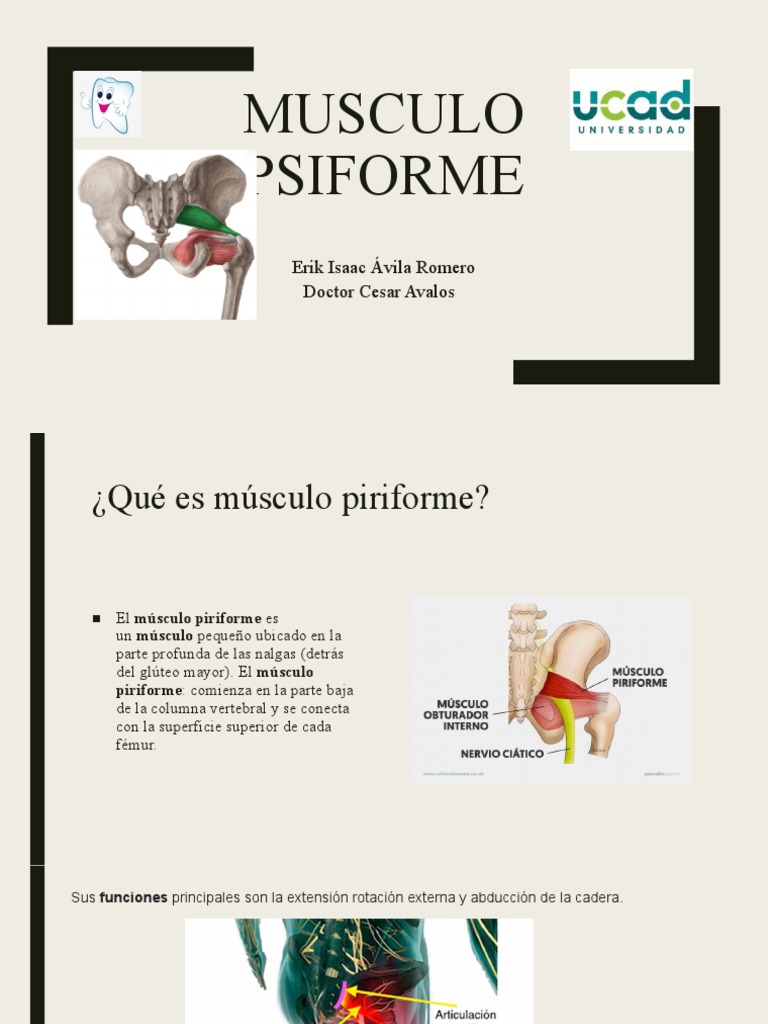 Musculo Psiforme | PDF