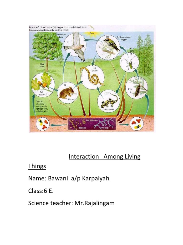 Interaction Among Living Things | PDF | Amphibian | Tiger