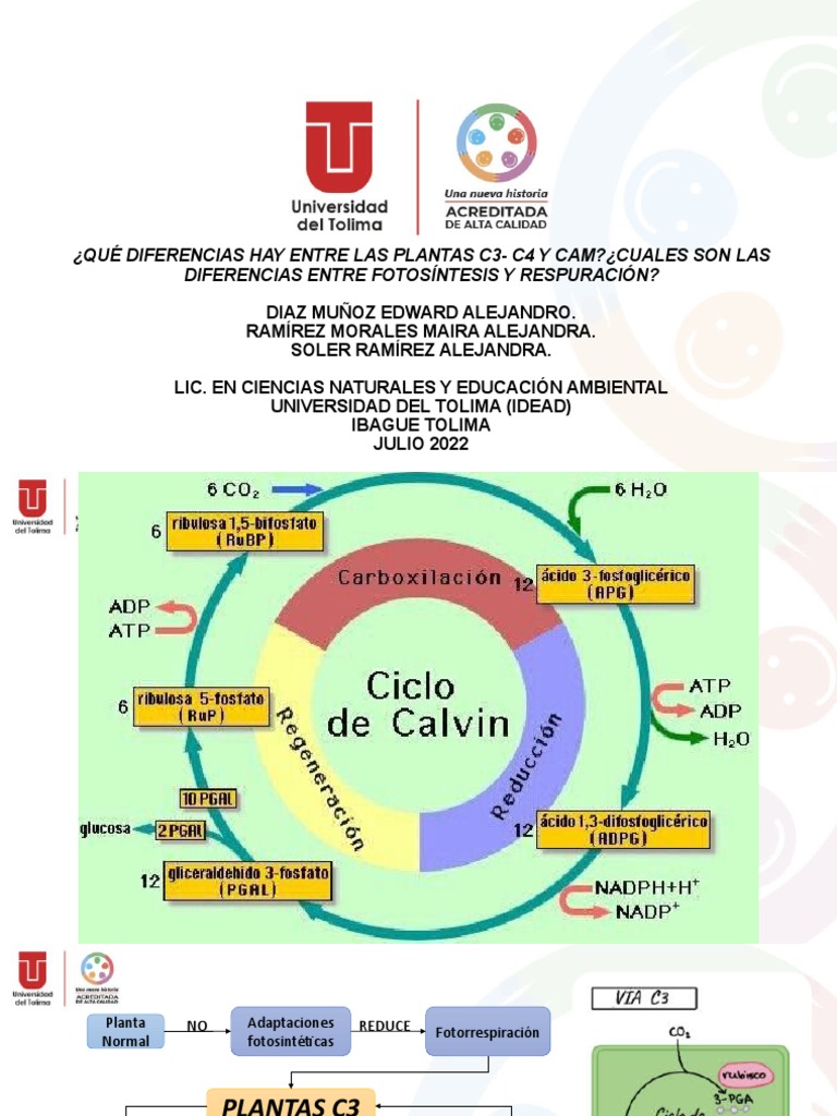 EXPO. Que Diferencias Hay Entre La Plantas C3 - C4 y CAM | PDF ...