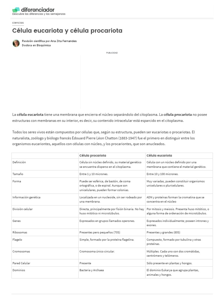 Diferencia Entre Célula Eucariota y Procariota - Diferenciador | PDF | Biología Celular ...