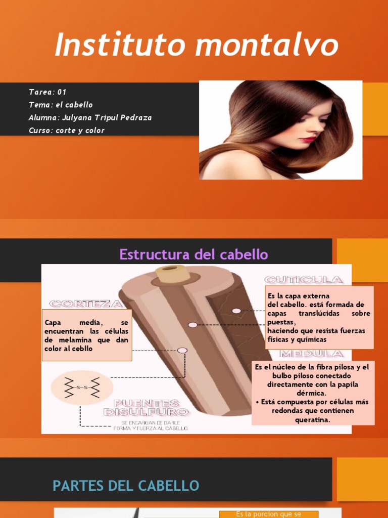 Estructura y partes del cabello | PDF | Pelo | Anatomía