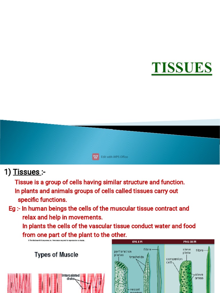 Tissue Class 9 | PDF | Tissue (Biology) | Epithelium