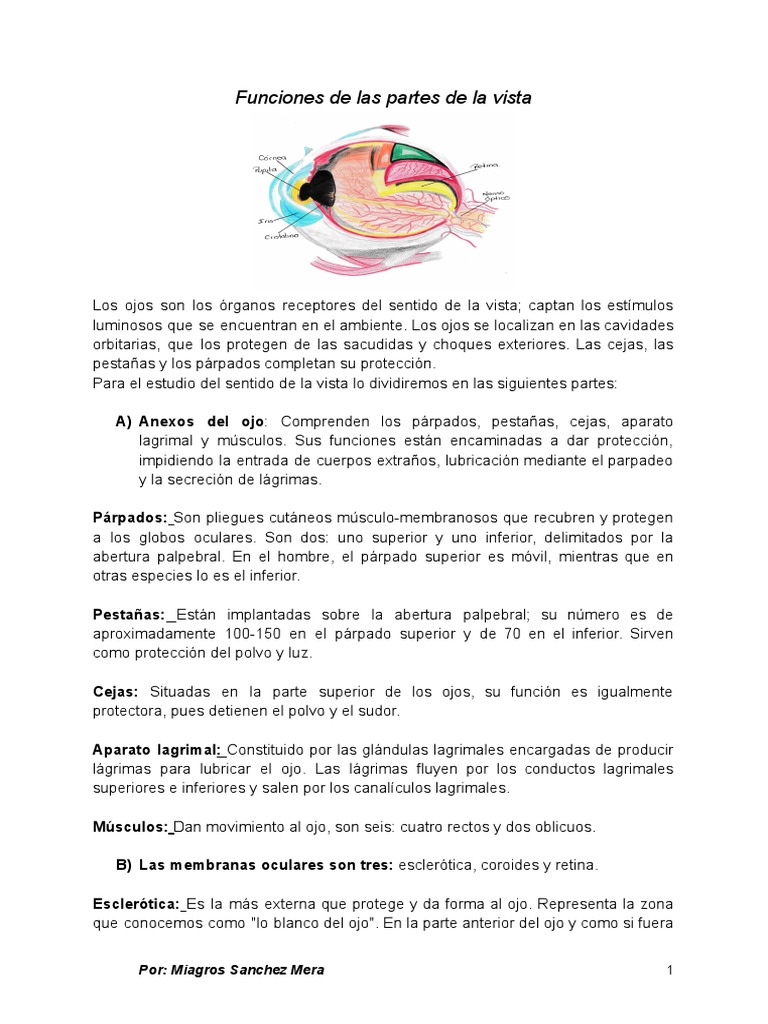 Funciones de La Vista | PDF | Ojo humano | Ojo