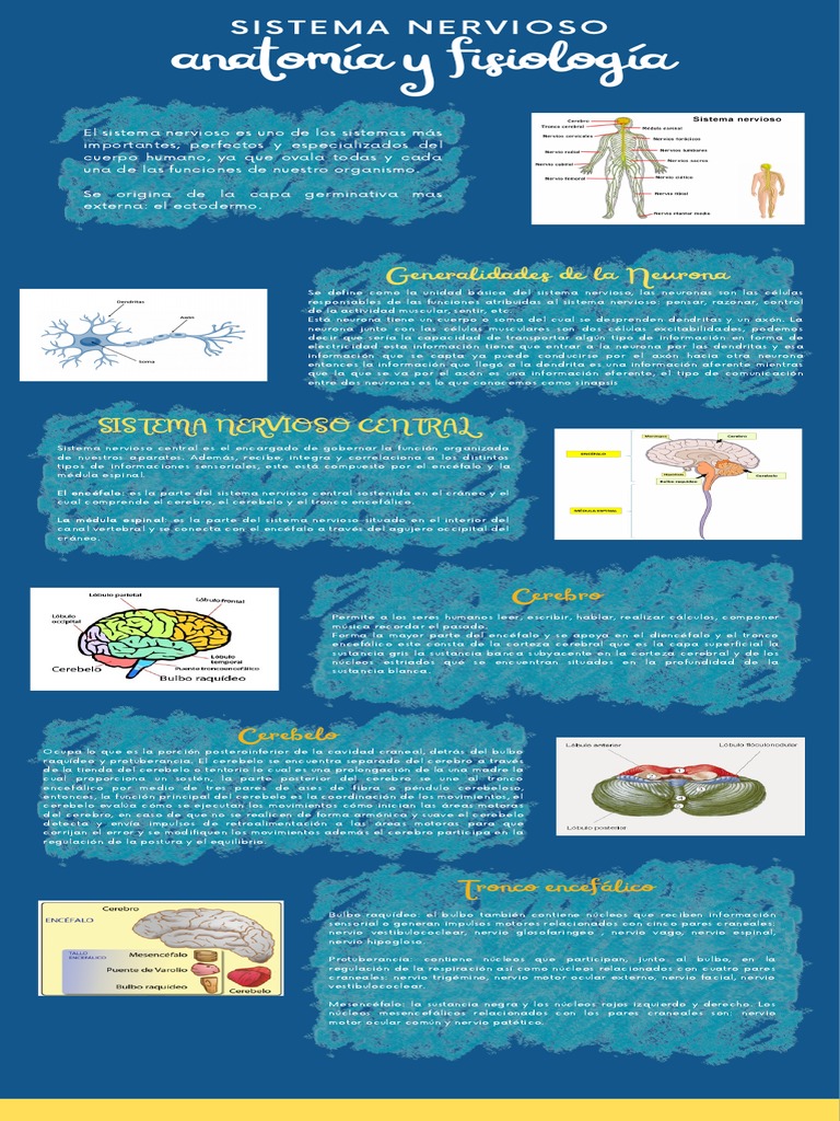Infografía Del Sistema Nervioso Pdf Sistema Nervioso Cerebro