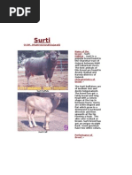 (New Comic) Surti Tertahan - (6 Halaman (Uncensored) ) | PDF