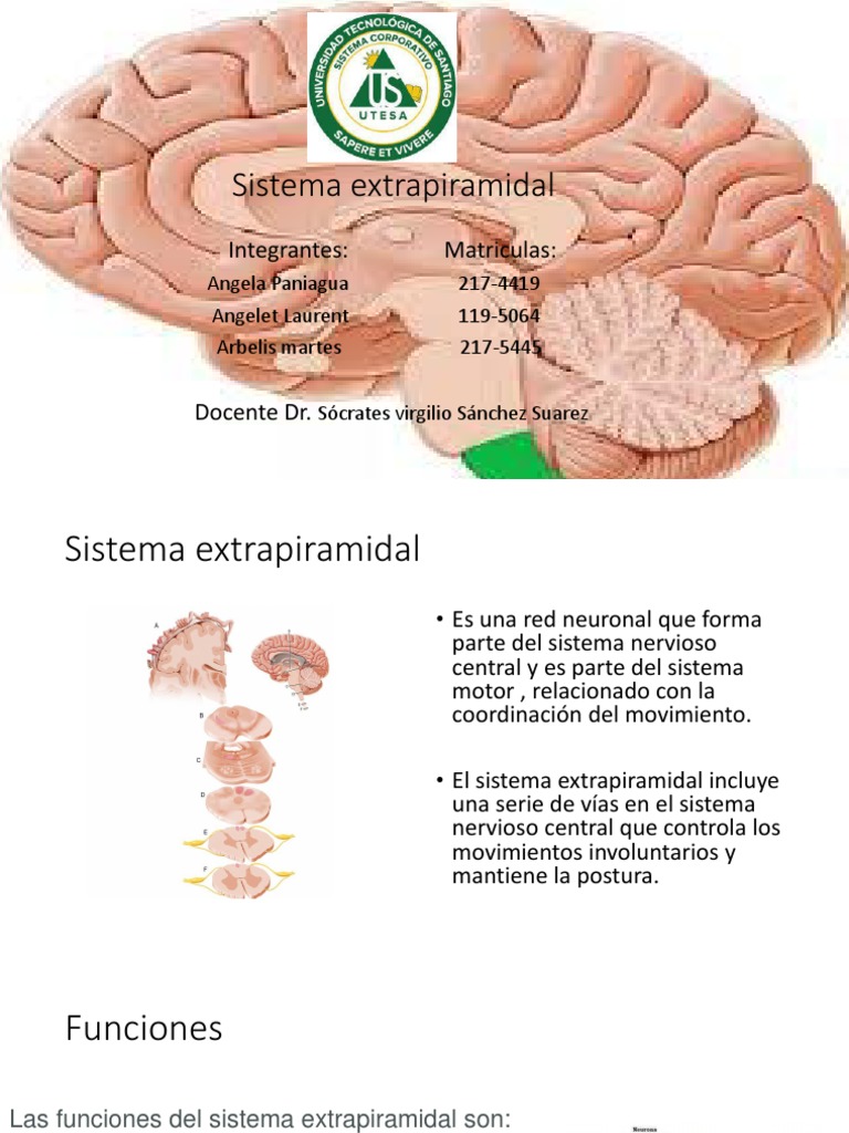 Sistema Extrapiramidal ... N | PDF | Neurociencia | Enfermedades y ...