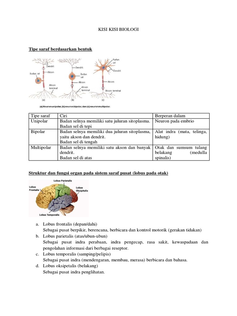 Kisi Kisi Biologi | PDF