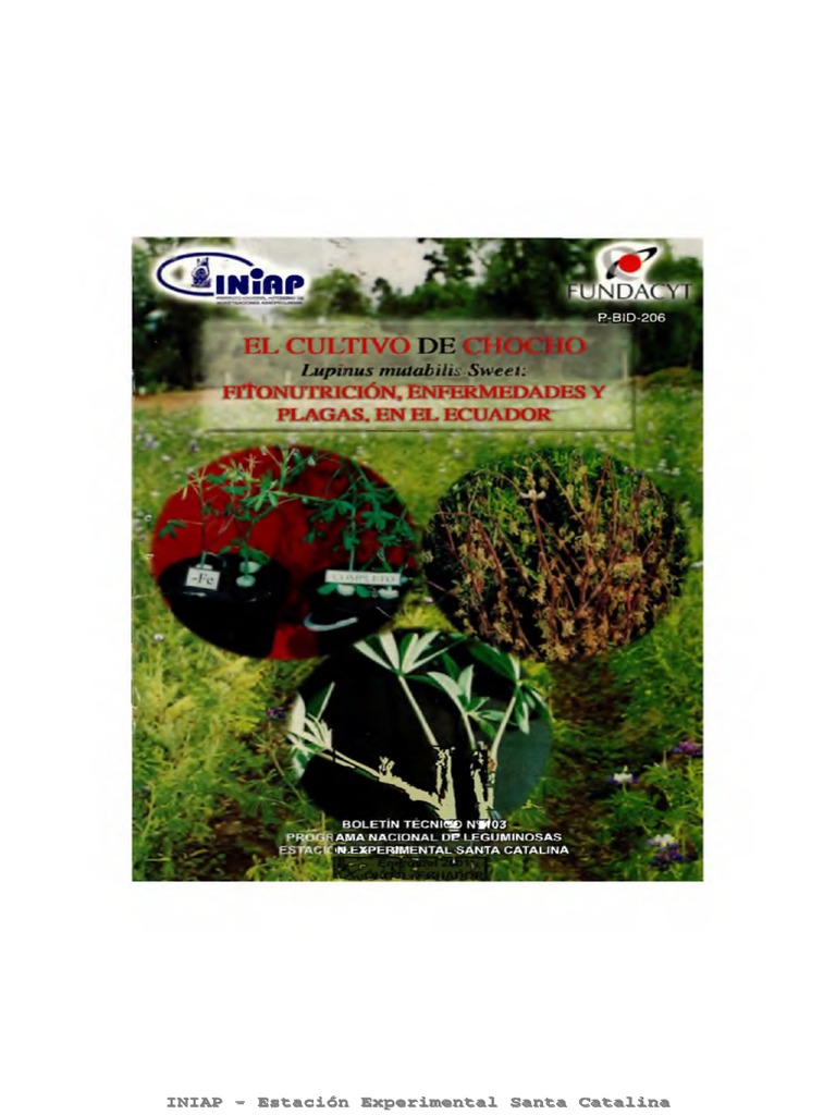 El Cultivo Del Chocho (Lupinus Mutabilis) | PDF | Plantas comestibles ...