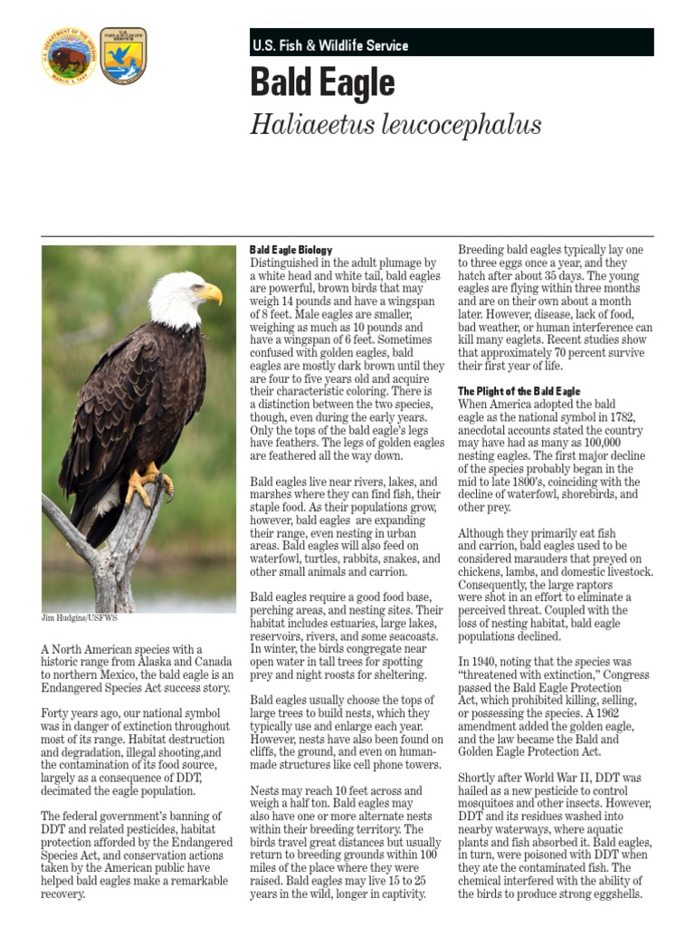 Bald Eagle Fact Sheet | PDF | Bald Eagle | Ddt