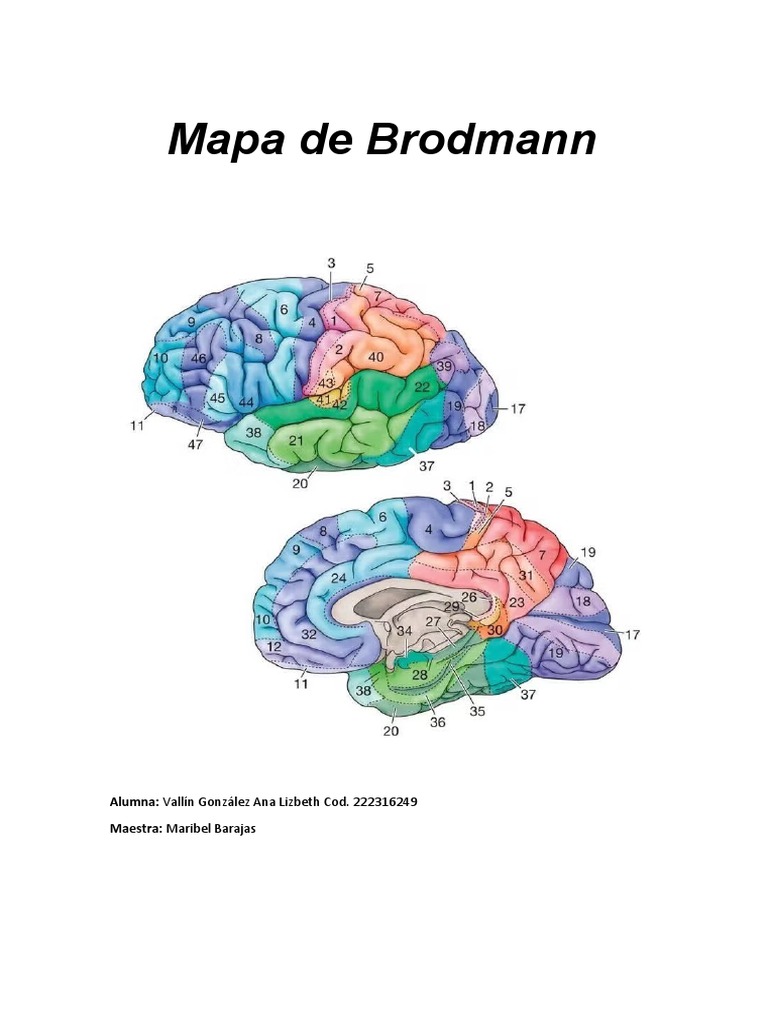 Mapa de Brodmann | PDF | Procesos mentales | Neurociencia