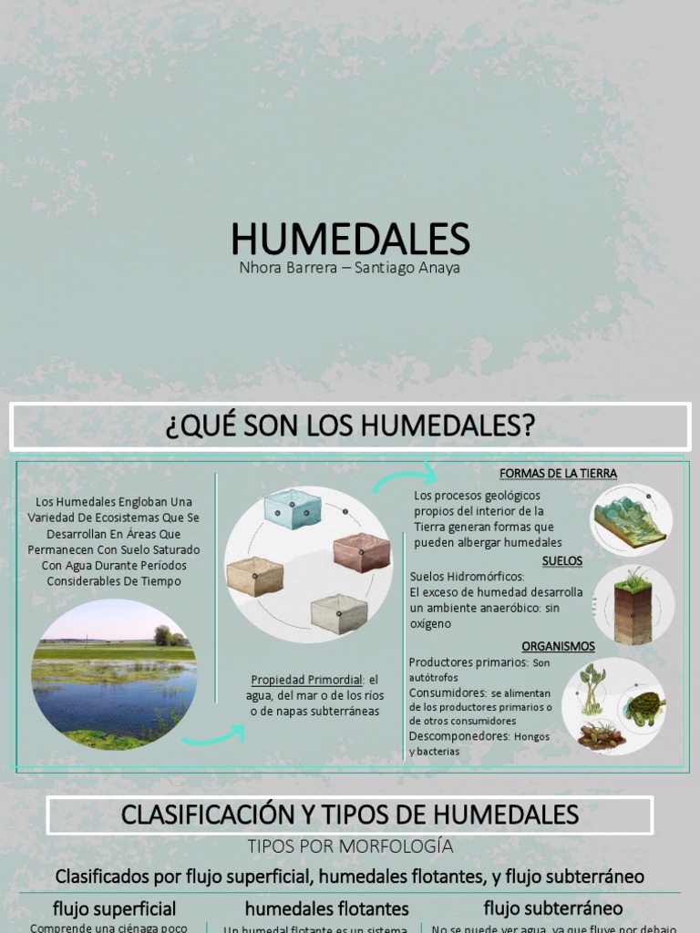 HUMEDALES | PDF | Humedal | Agua subterránea