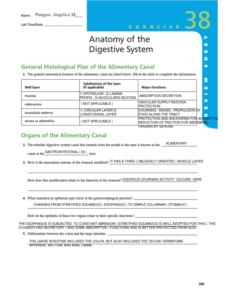 Review Sheet Exercise 38 Anatomy Of The Digestive System Editing
