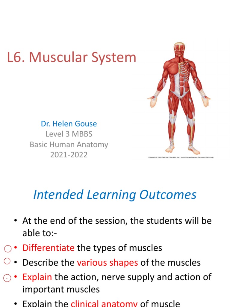 L6. Muscular System (2021-22) | PDF | Elbow | Anatomical Terms Of Motion