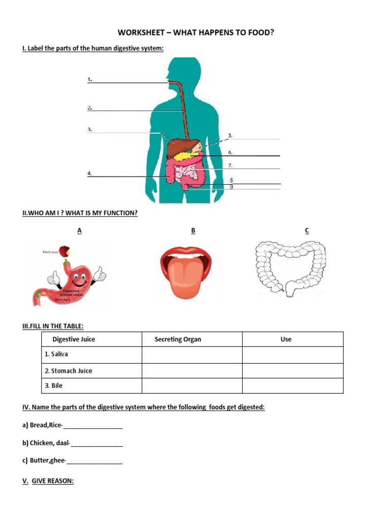 What Happens To Food - Worksheet | PDF | Wellness