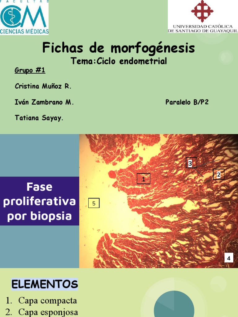 Ciclo Endometrial: Fases y Capas | PDF | Ciclo menstrual | Implantación ...