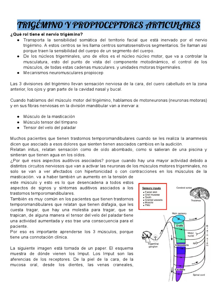 Trigémino y Propioceptores Articulares | PDF | Neurona motora | Neurona