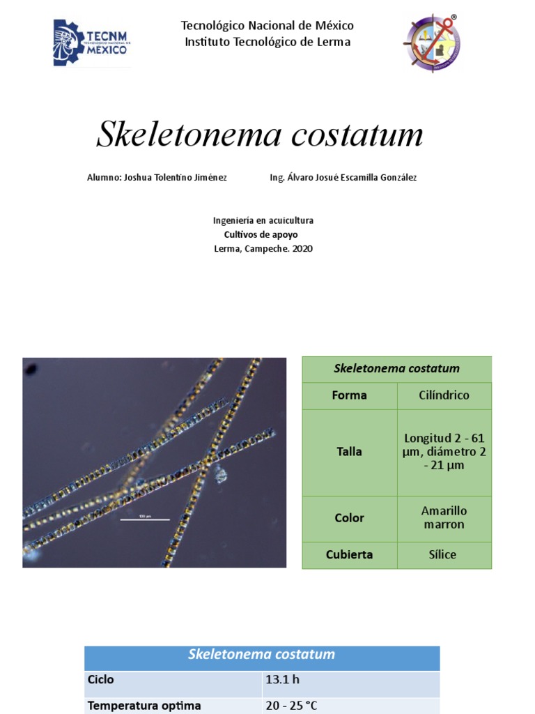 Skeletonema Costatum | PDF | Hogar, jardinería y bricolaje