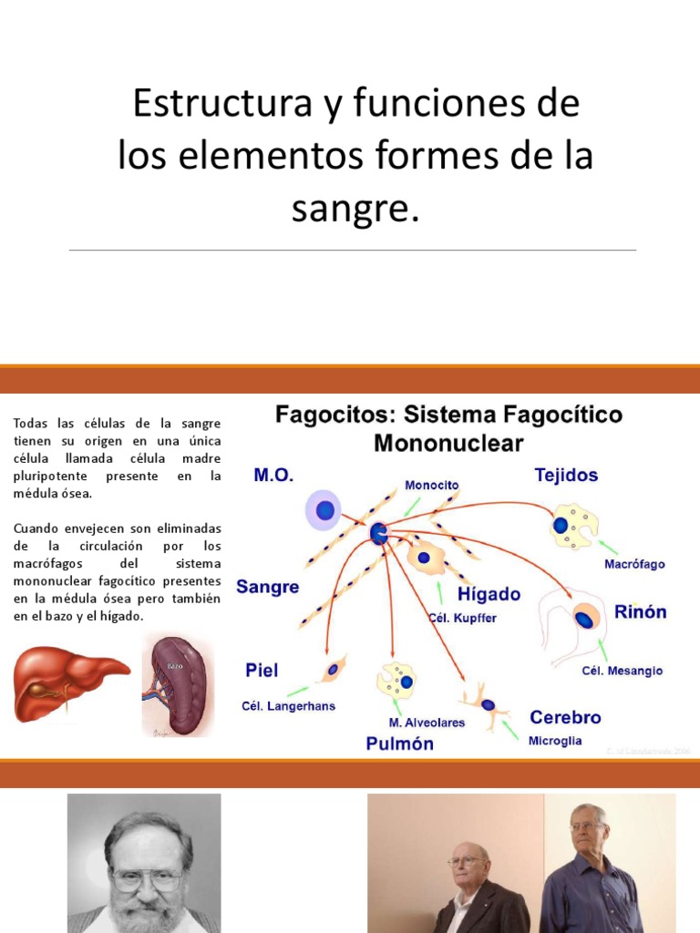 III. Elementos Formes de La Sangre | PDF | Hematopoyesis | Célula madre