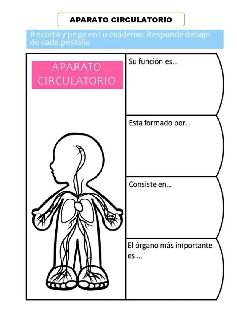 Hoja De Trabajo Del Sistema Circulatorio Fichas Del Sistema