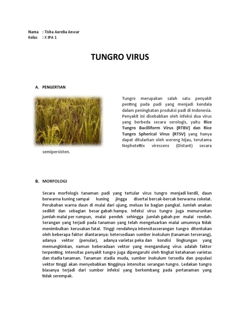 Penyakit Tungro pada Tanaman Padi | PDF