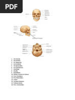 All 206 Bones of The Human Body | PDF | Vertebra | Toe