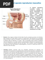 Cuadro Comparativo Del Sistema Reproductor Masculino y Famenino | PDF