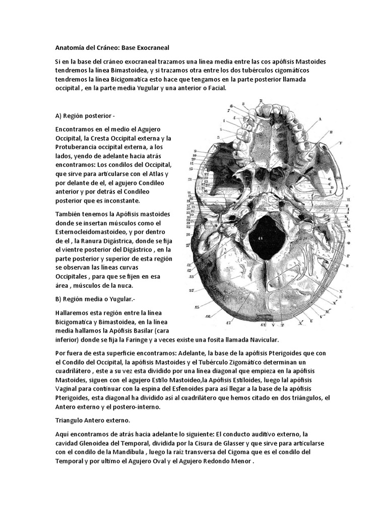 S5-Anatomia Del Craneo - Base Exocraneal. para Subir | PDF | Anatomía ...