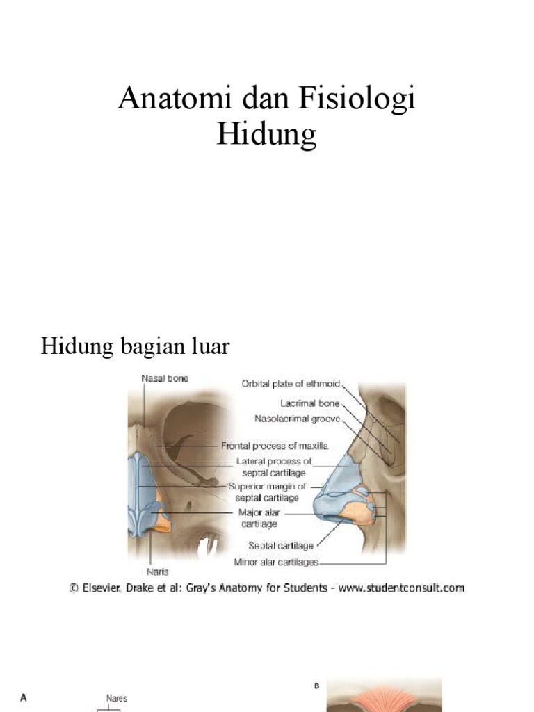 Anatomi Dan Fisiologi Hidung | PDF Anatomi Dan Fisiologi Hidung | PDF