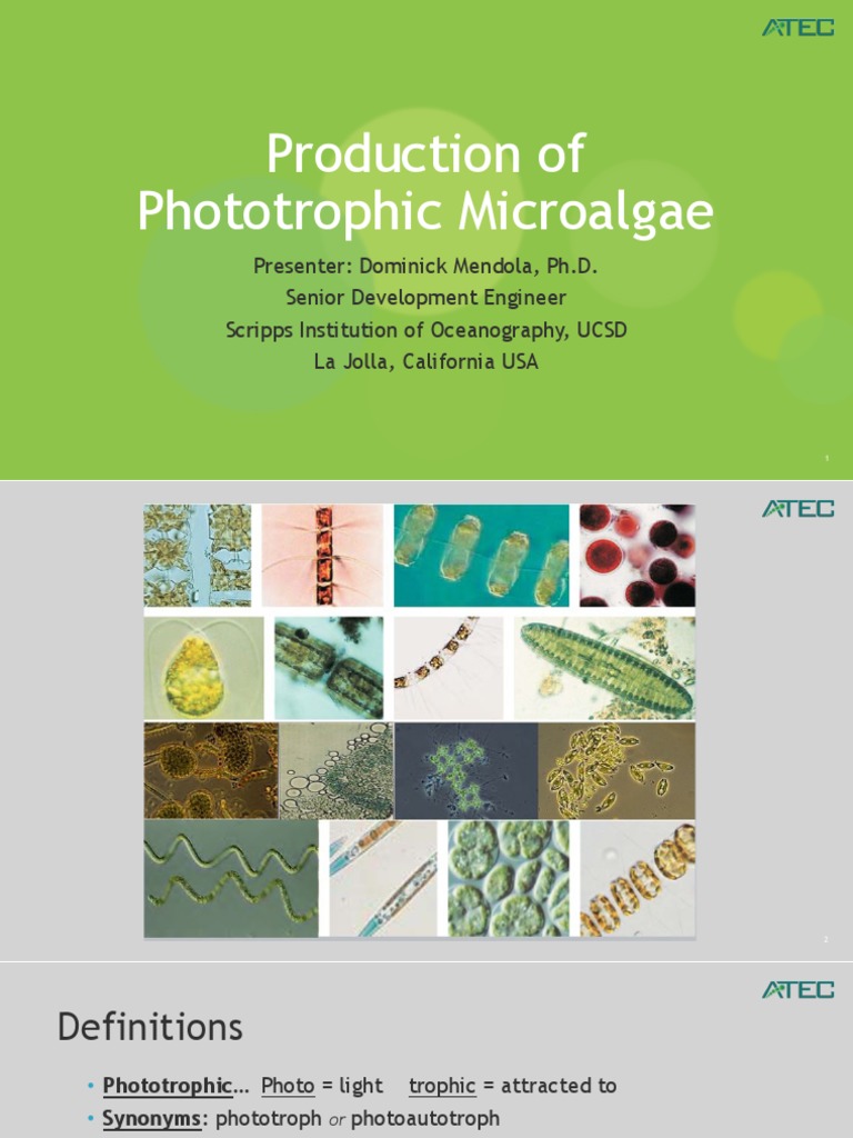 4-2 - Production-of-Phototropic-Microalgae | PDF | Algae | Cyanobacteria