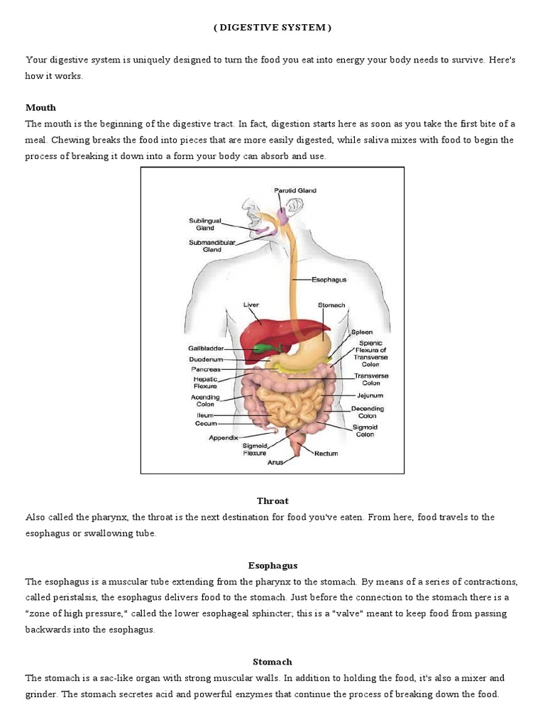 Digestive and Respiratory System Overview | PDF | Human Digestive ...
