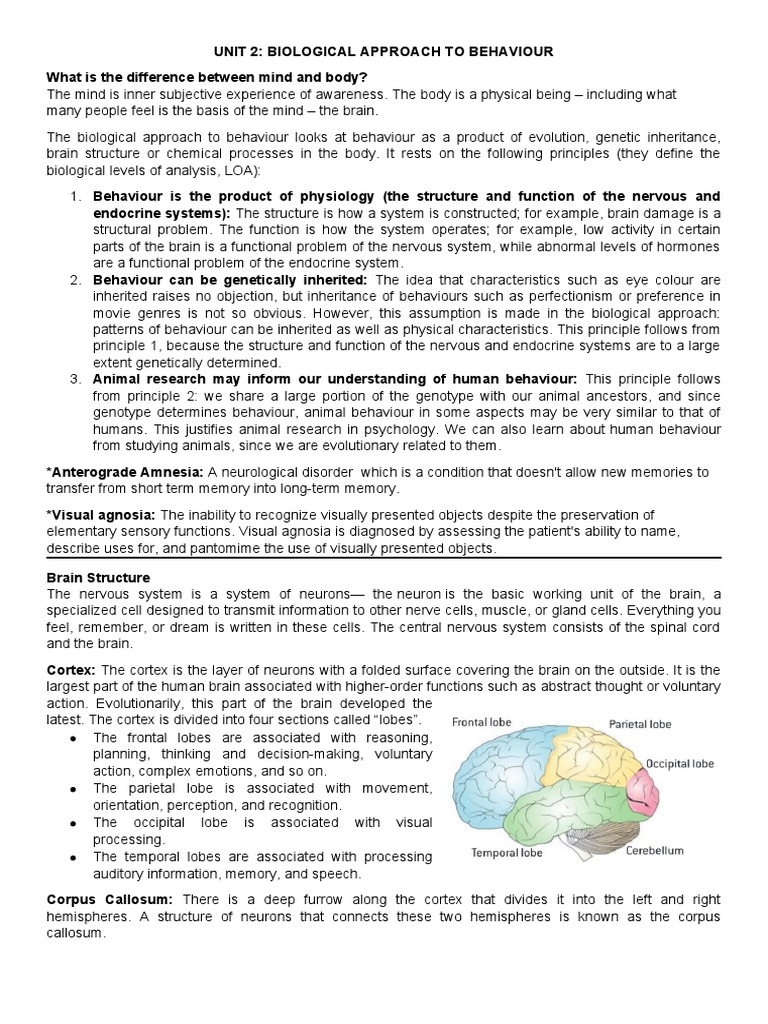 Unit 2 - Biological Approach To Behaviour | PDF | Neurotransmitter ...