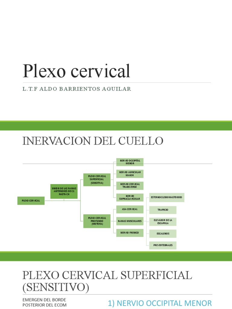 Anatomía del Plexo Cervical | PDF | Extremidades (anatomía) | Sistema nervioso