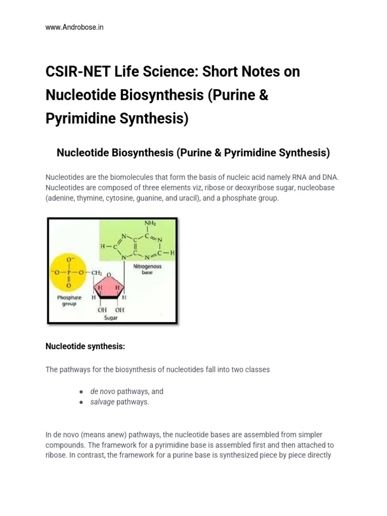 CSIR-NET Life Science - Short Notes On Nucleotide Biosynthesis (Purine ...