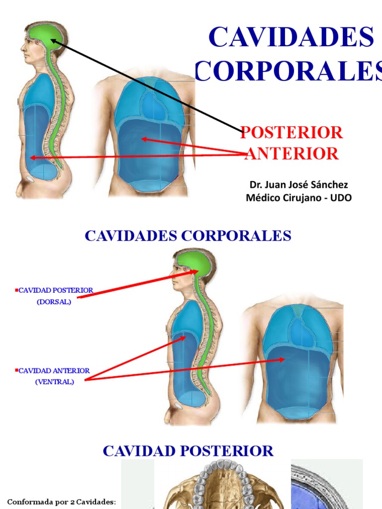 Cavidades Corporales Anatomia | PDF