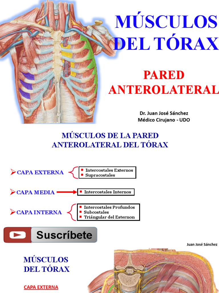 Musculos Del Torax Facil y Sencillo | PDF | Tórax | Fisiología