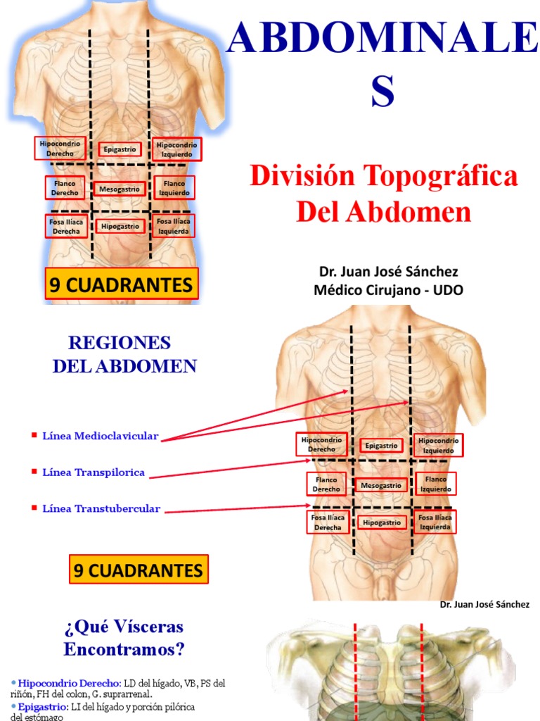 División Topográfica del Abdomen | PDF | Abdomen | Intestino grueso