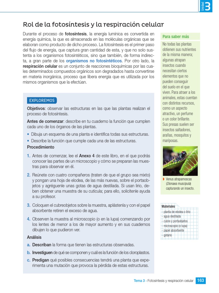 Fotosíntesis y Respiración Celular | PDF | Fotosíntesis | Plantas