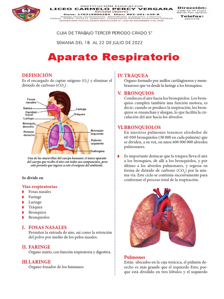 Aparato Respiratorio para Quinto de Primaria | PDF | Pulmón | Sistema ...